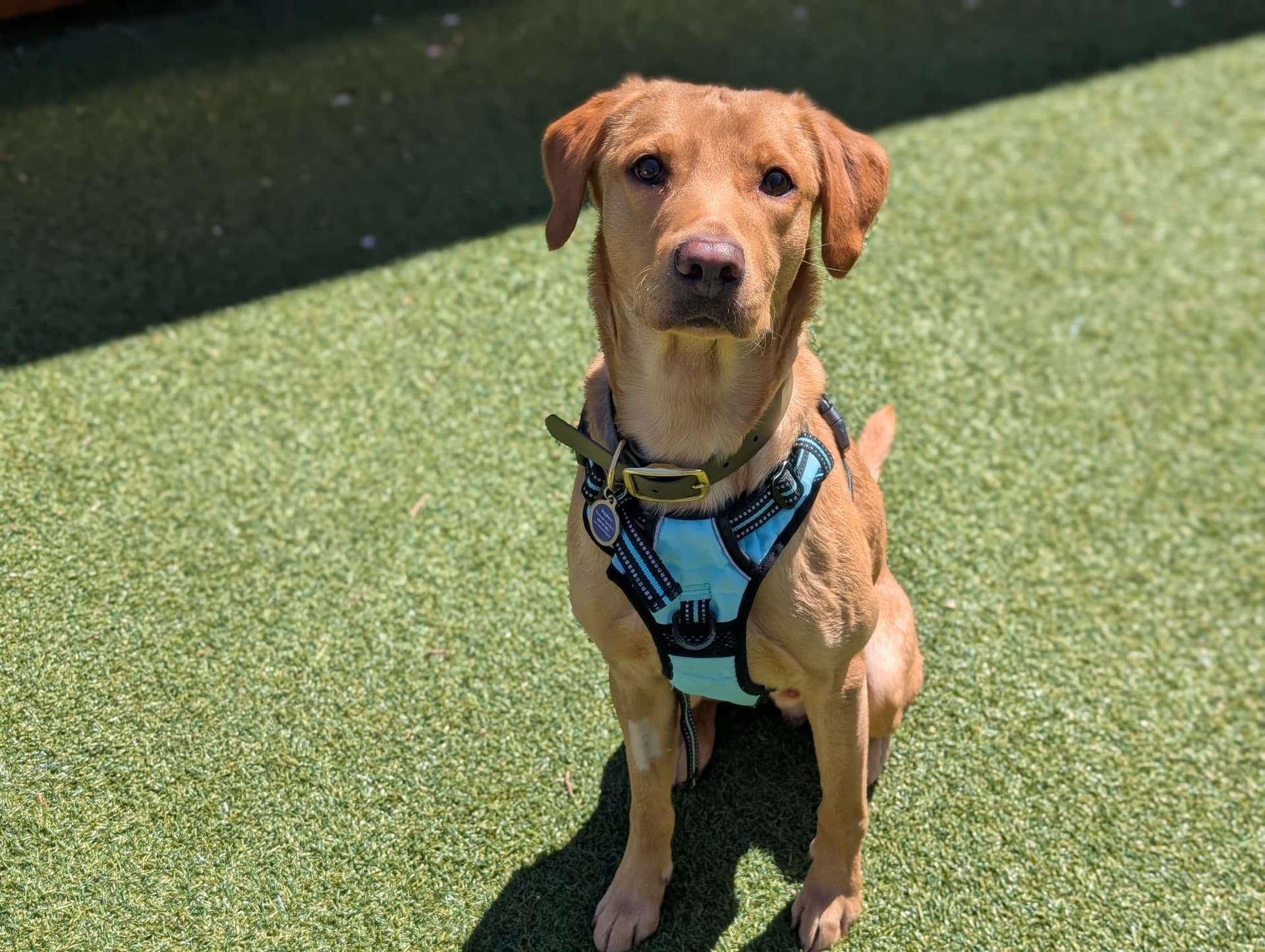 Rescue Dogs in London | Find Dogs for Adoption in London Region ...