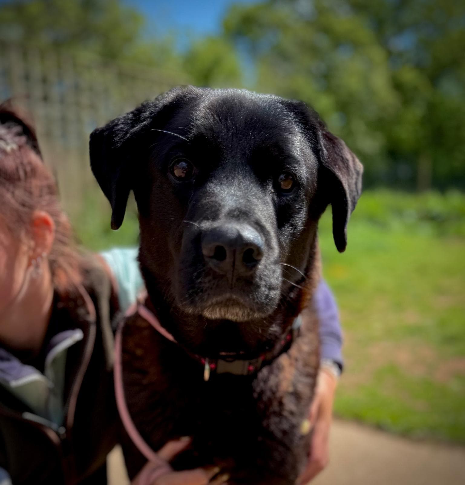 Rescue Dogs in South West | Find Dogs for Adoption in South West Region ...