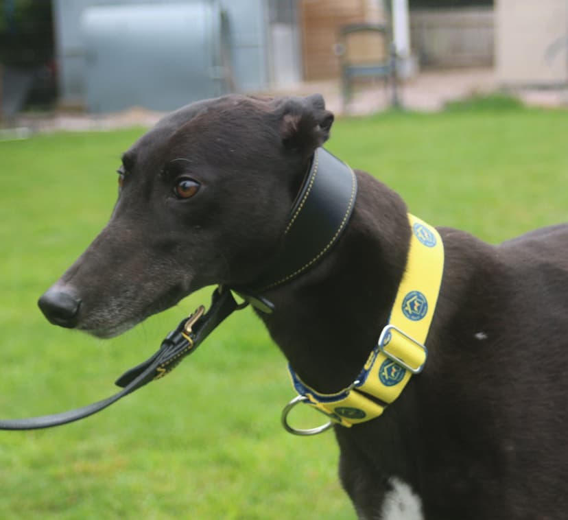 Rescue Dogs in Staffordshire | Find Dogs for Adoption in Staffordshire ...