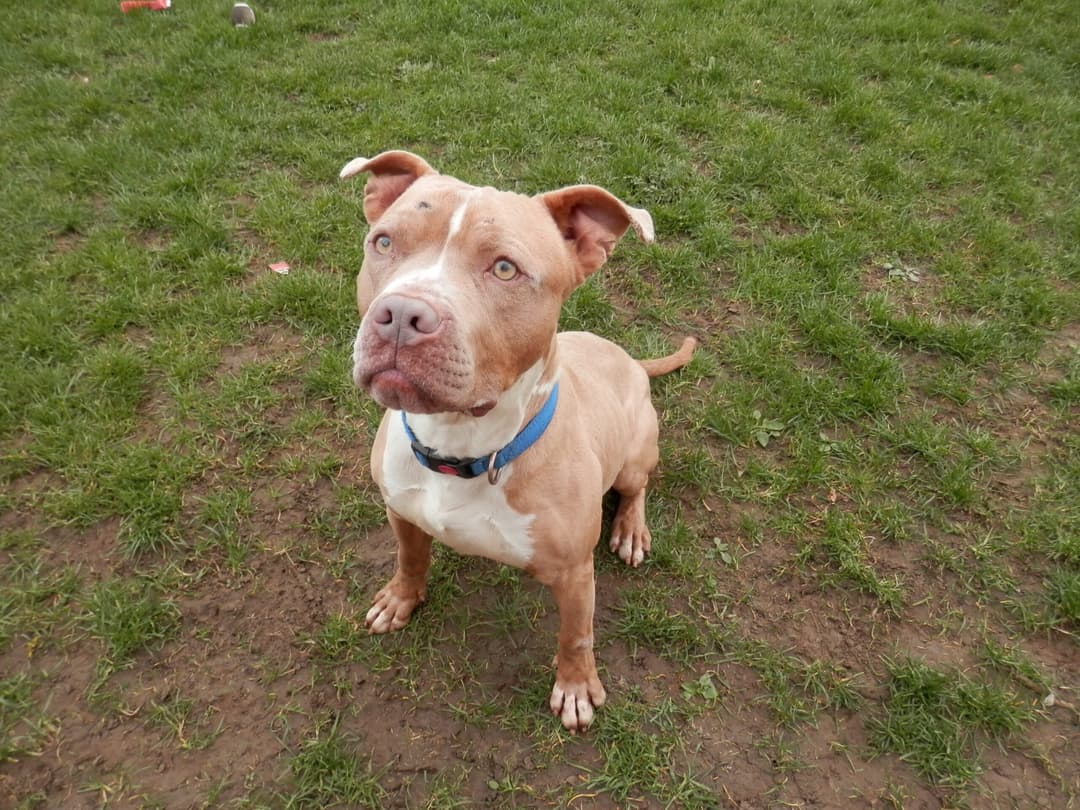 Leicester Animal Rescue | UK Dog Rescue Charity in Billesdon ...