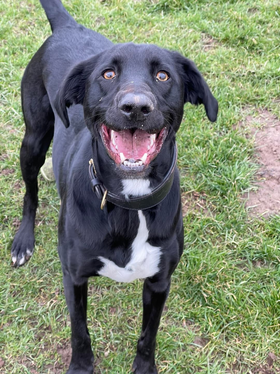 Adopt a Labrador Retriever Dog | Rescue Finder UK