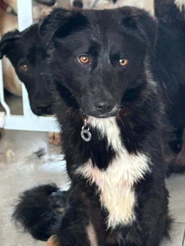 Safe Rescue For Dogs | UK Dog Rescue Charity | Rescue Finder