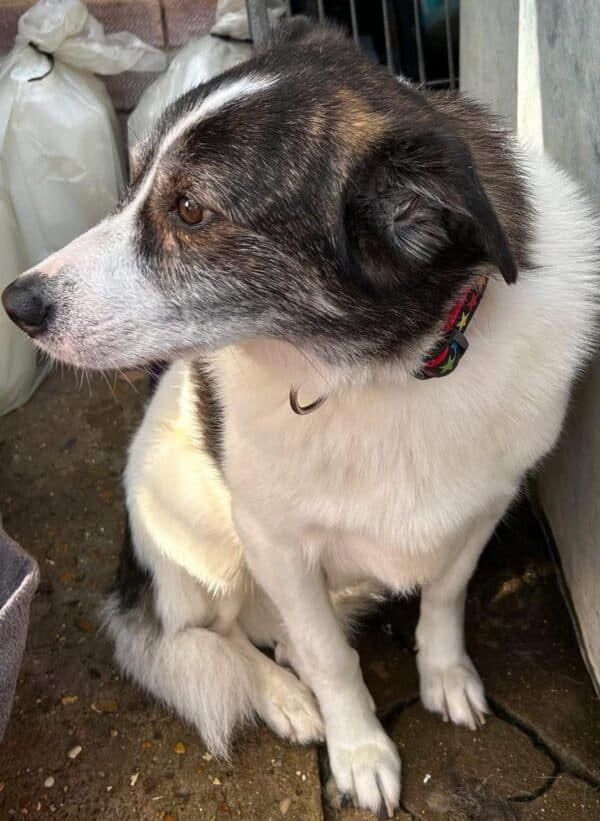 Rescue Dogs in Norfolk | Find Dogs for Adoption in Norfolk County ...