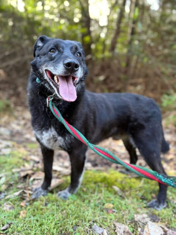 Safe Rescue For Dogs | UK Dog Rescue Charity | Rescue Finder