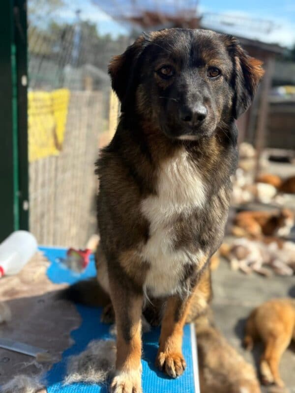 Safe Rescue For Dogs | UK Dog Rescue Charity | Rescue Finder