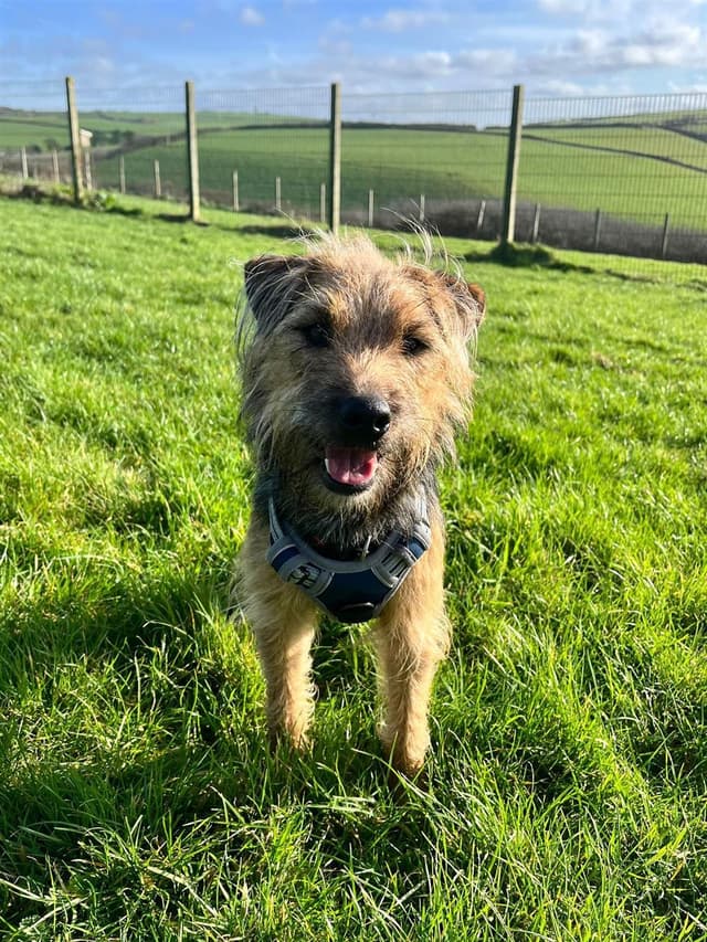 St Francis Dogs Home | UK Dog Rescue Charity in Newquay, Cornwall ...