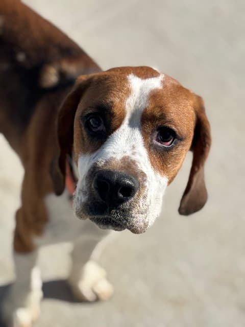 Adopt a Beagle Dog | Rescue Finder UK
