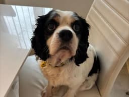 Rescue Dogs in Northern Ireland | Find Dogs for Adoption in Northern ...