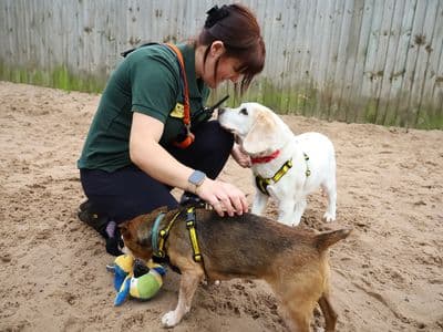 Adopt a Beagle Dog | Rescue Finder UK