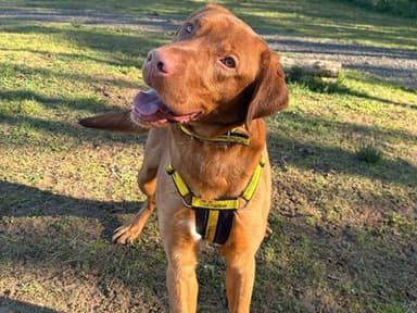 Rescue Dogs in Northern Ireland | Find Dogs for Adoption in Northern ...