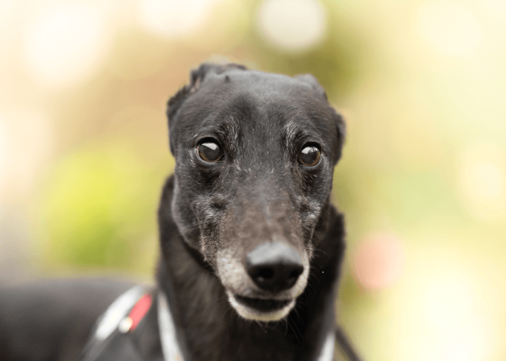Wimbledon Greyhound Welfare | UK Dog Rescue Charity in Hersham, London ...