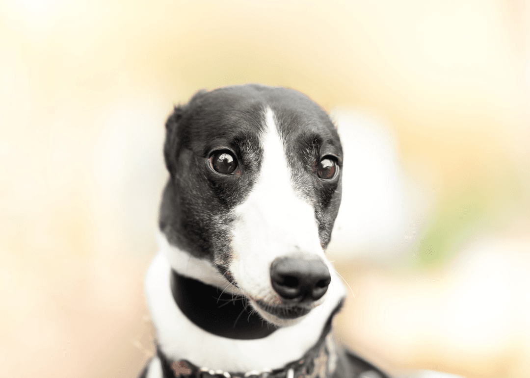 Wimbledon Greyhound Welfare | UK Dog Rescue Charity in Hersham, London ...