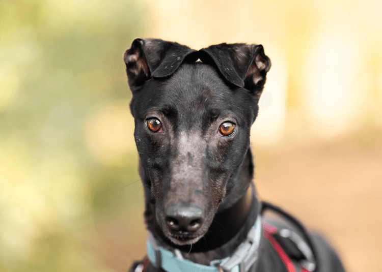 Wimbledon Greyhound Welfare | UK Dog Rescue Charity in Hersham, London ...